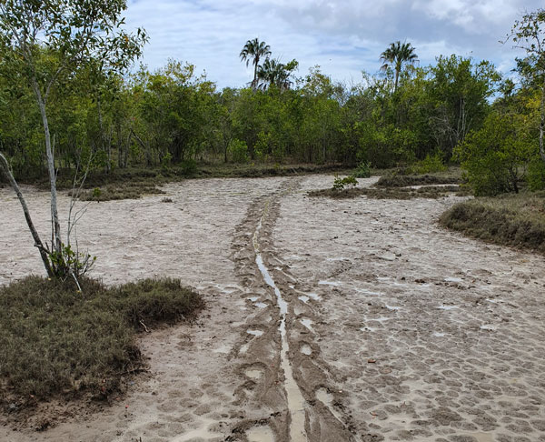 Wetlands Australia 32: Tedlands Wetlands – brolgas, barramundi and ...